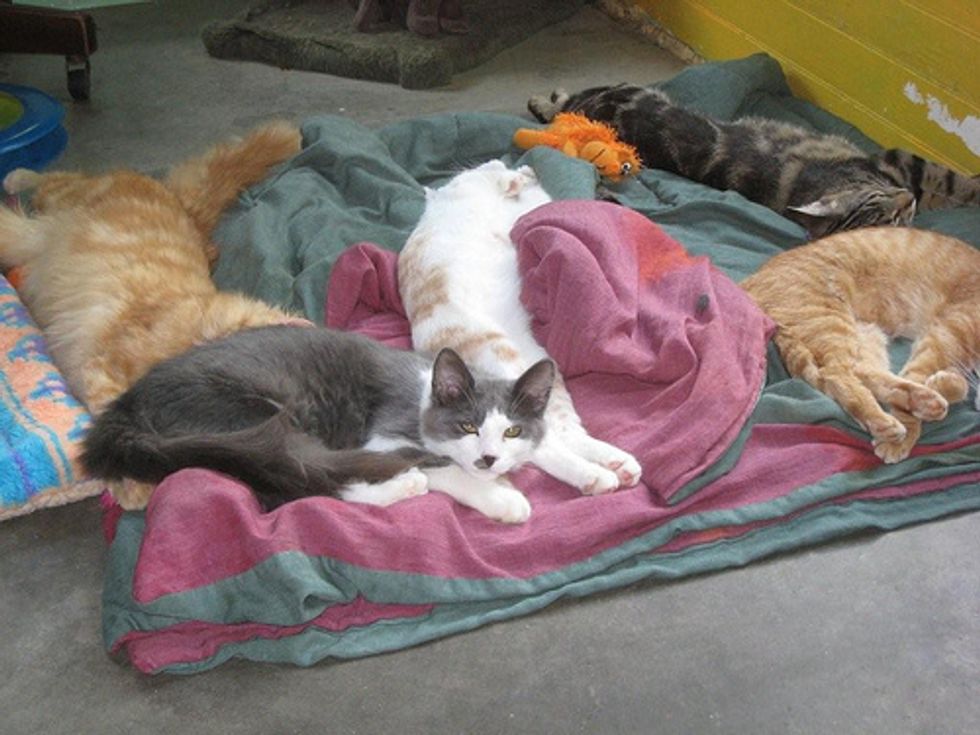 The Goathouse Refuge, Cage-Free Cat Sanctuary - Love Meow
