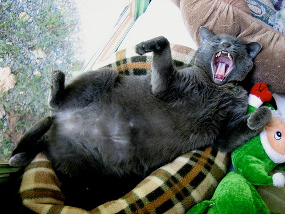 The Goathouse Refuge, Cage-Free Cat Sanctuary - Love Meow