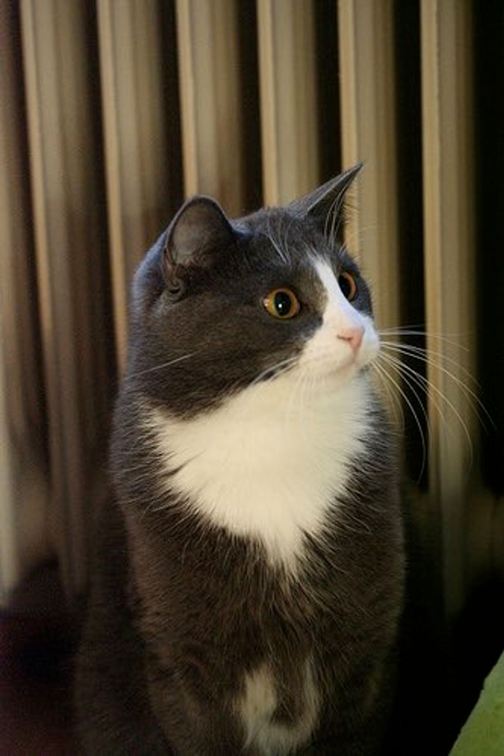 Rescue Story of Ada and Linus - Love Meow