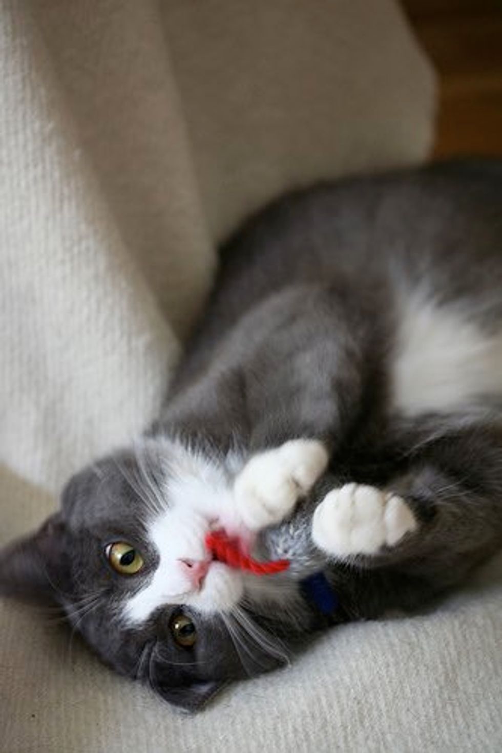 Rescue Story of Ada and Linus - Love Meow