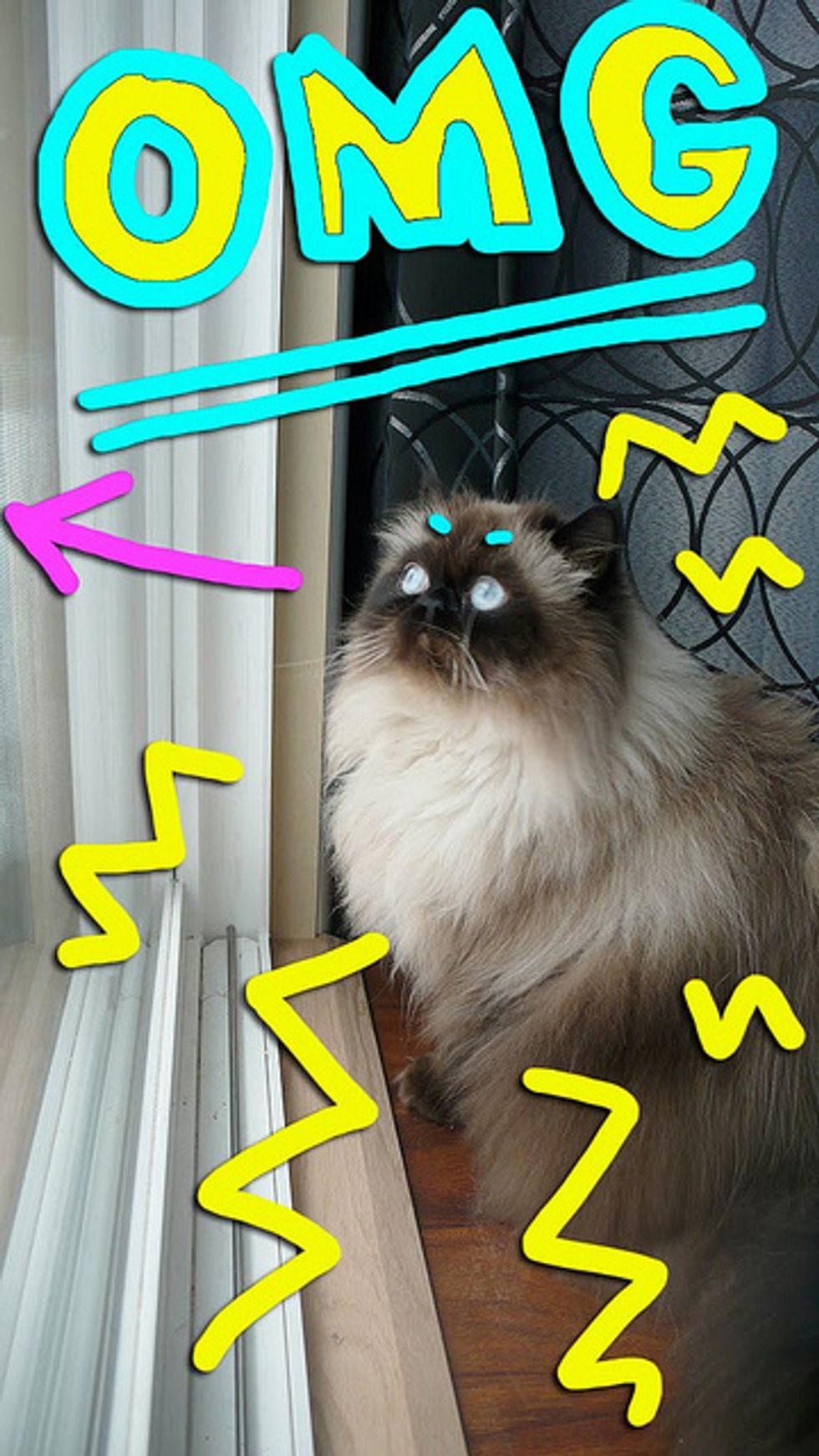 “My Himalayan Cat Goma Brings Sunshine to My Life” - Love Meow