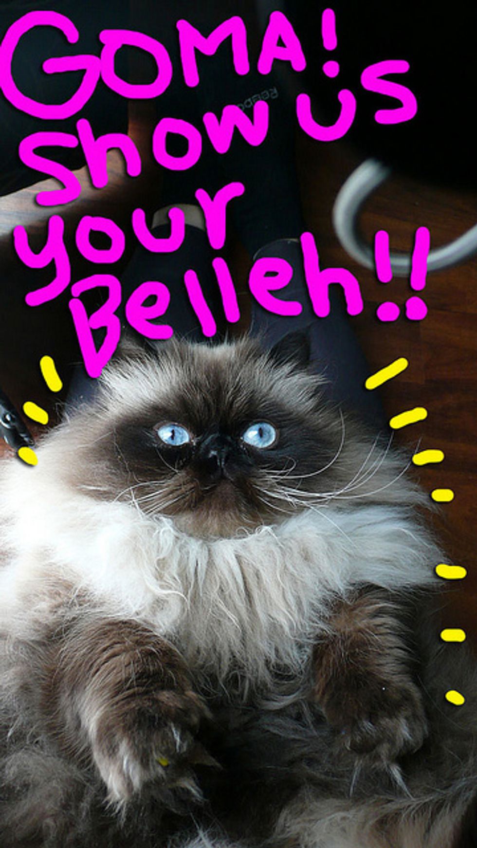 “My Himalayan Cat Goma Brings Sunshine to My Life” - Love Meow