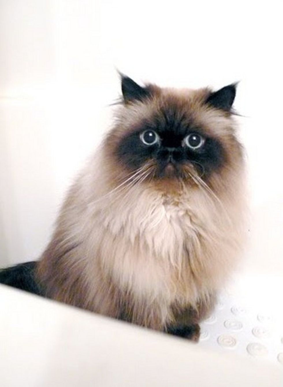 “My Himalayan Cat Goma Brings Sunshine to My Life” - Love Meow