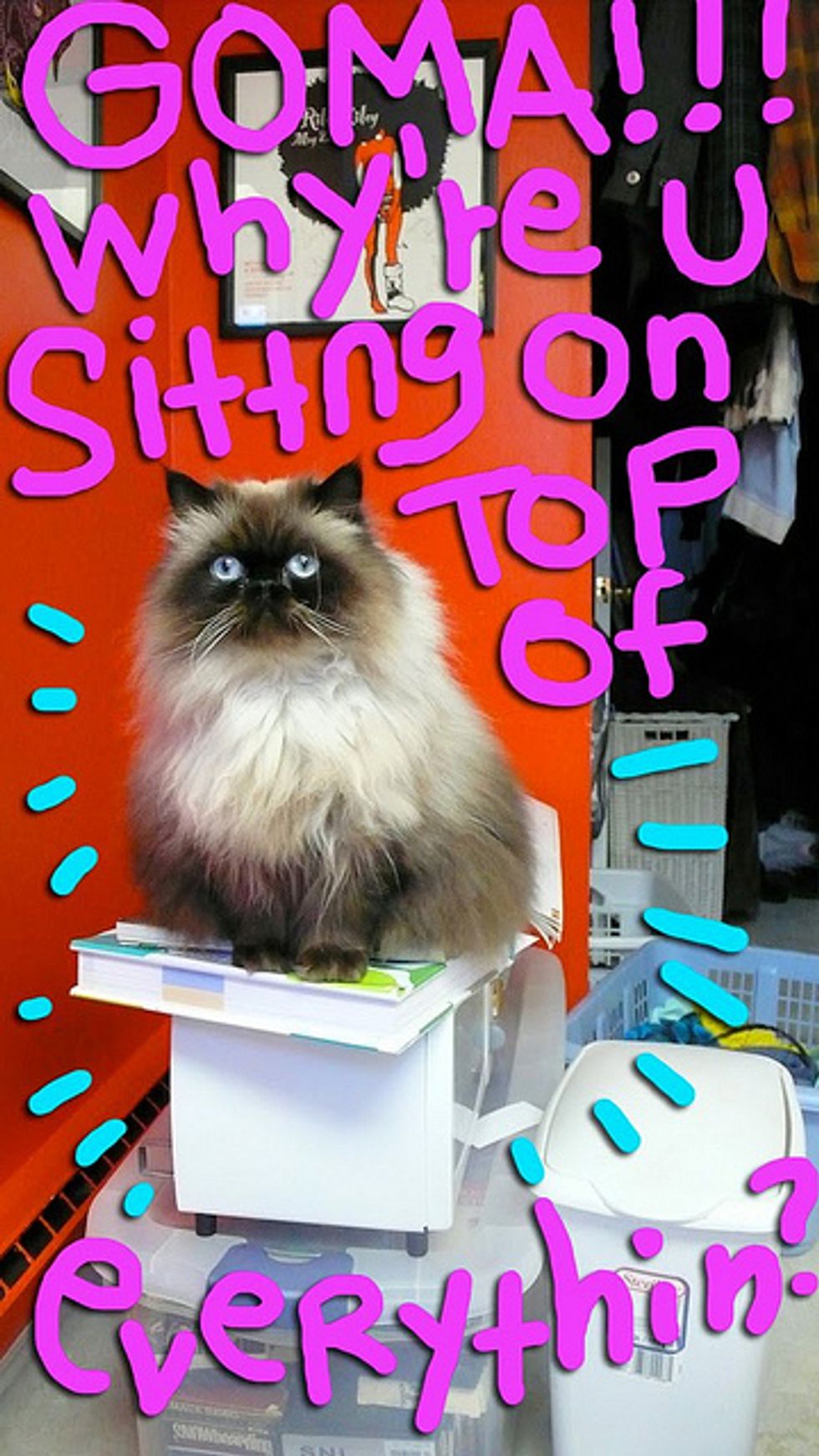 “My Himalayan Cat Goma Brings Sunshine to My Life” - Love Meow