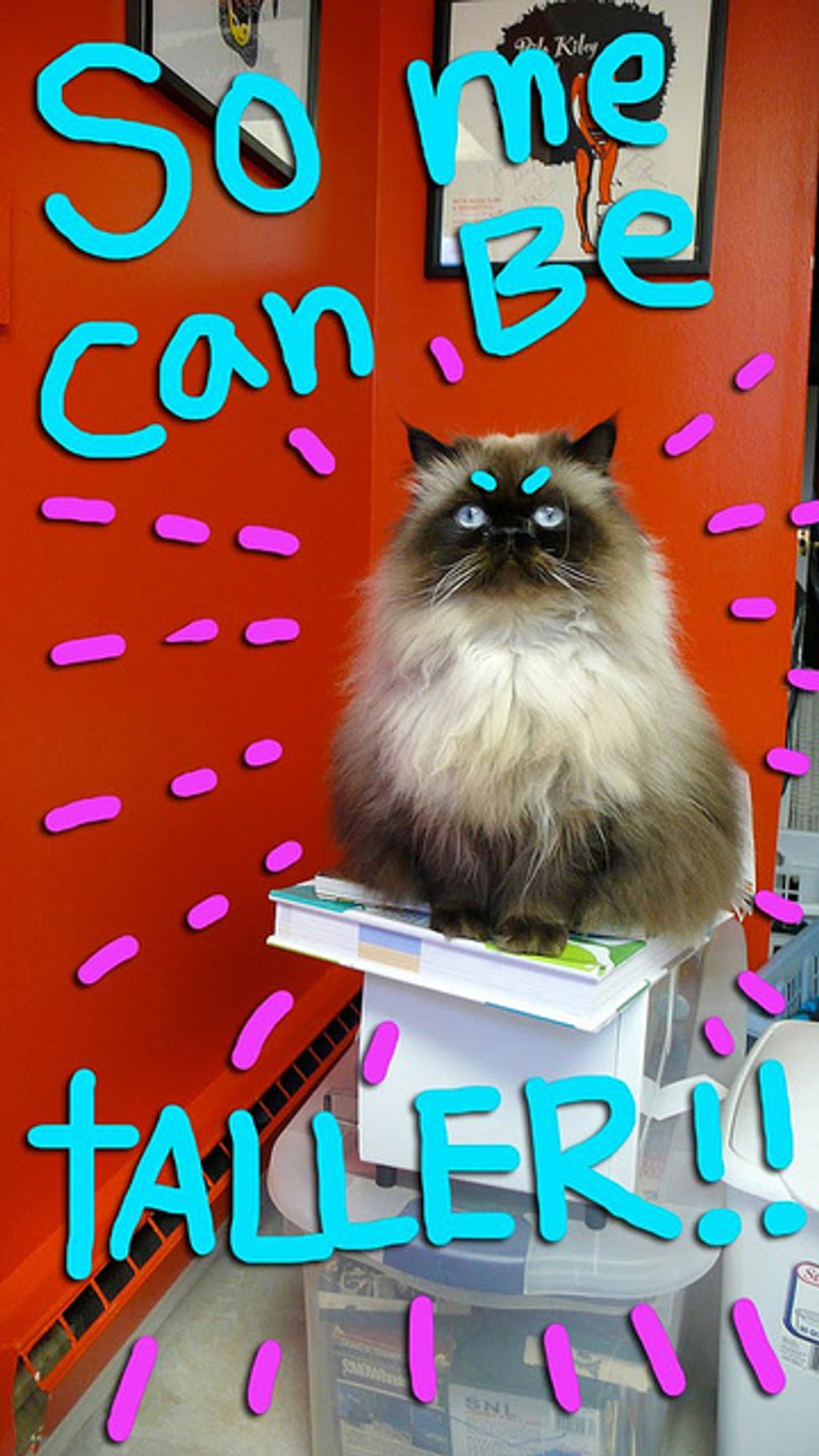 “My Himalayan Cat Goma Brings Sunshine to My Life” - Love Meow