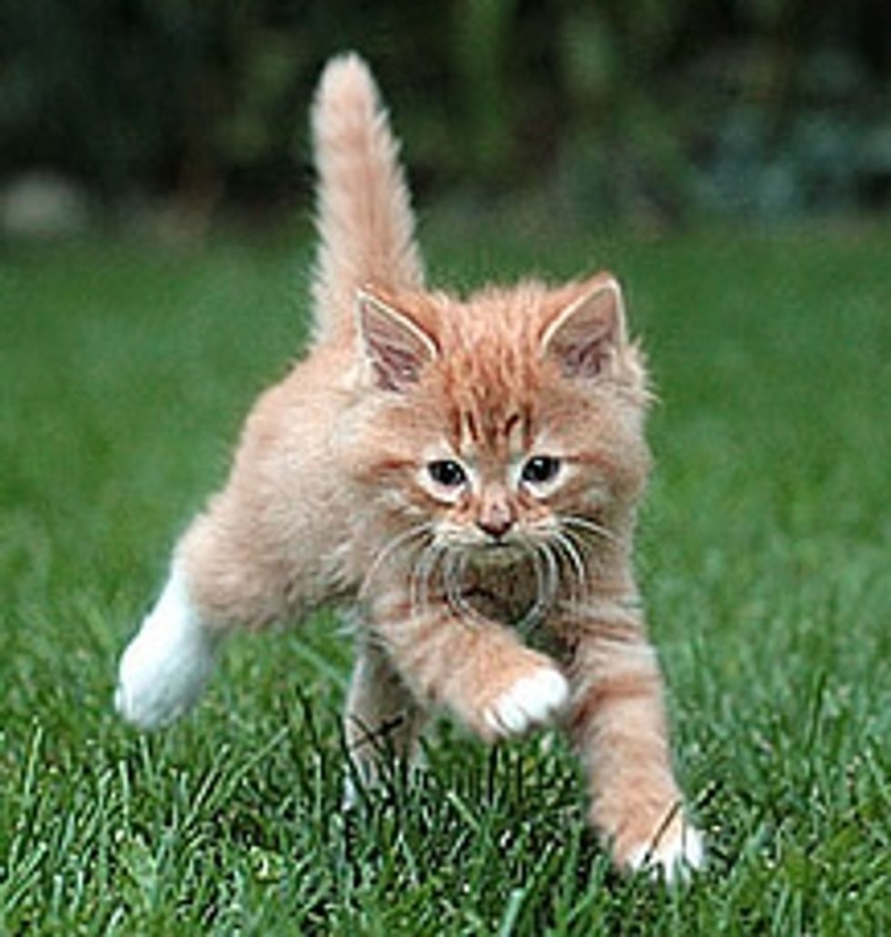 Adorable Ginger Puffball Pumpkin - Love Meow