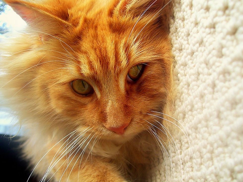 Garfield the Fluffy Ginger Furball - Love Meow