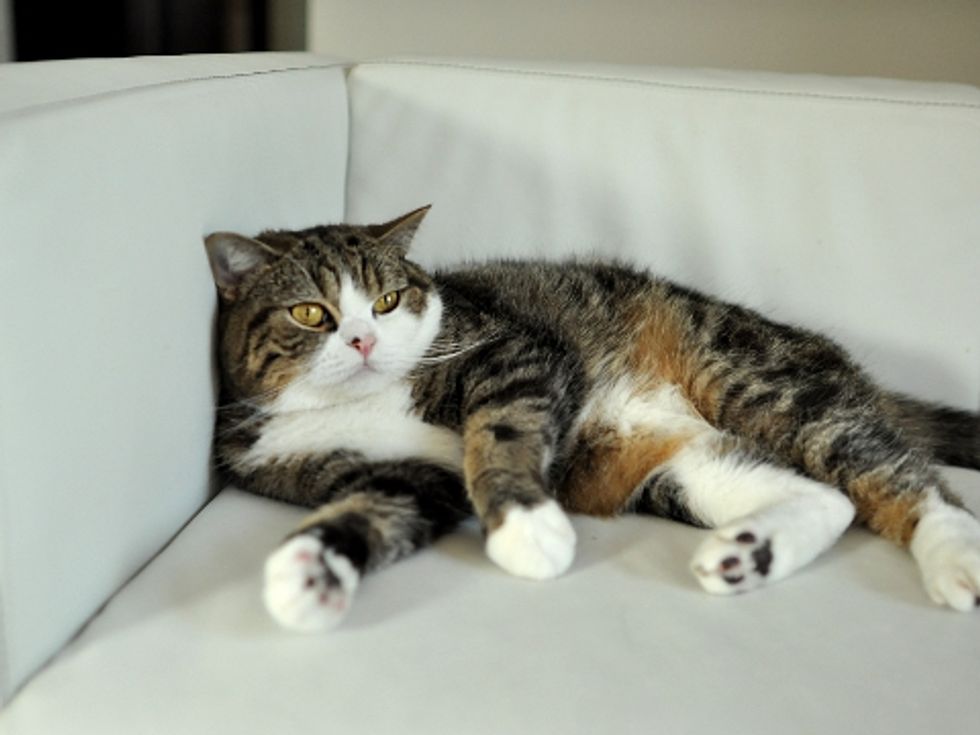Maru the Cat Protects His Toy - Love Meow