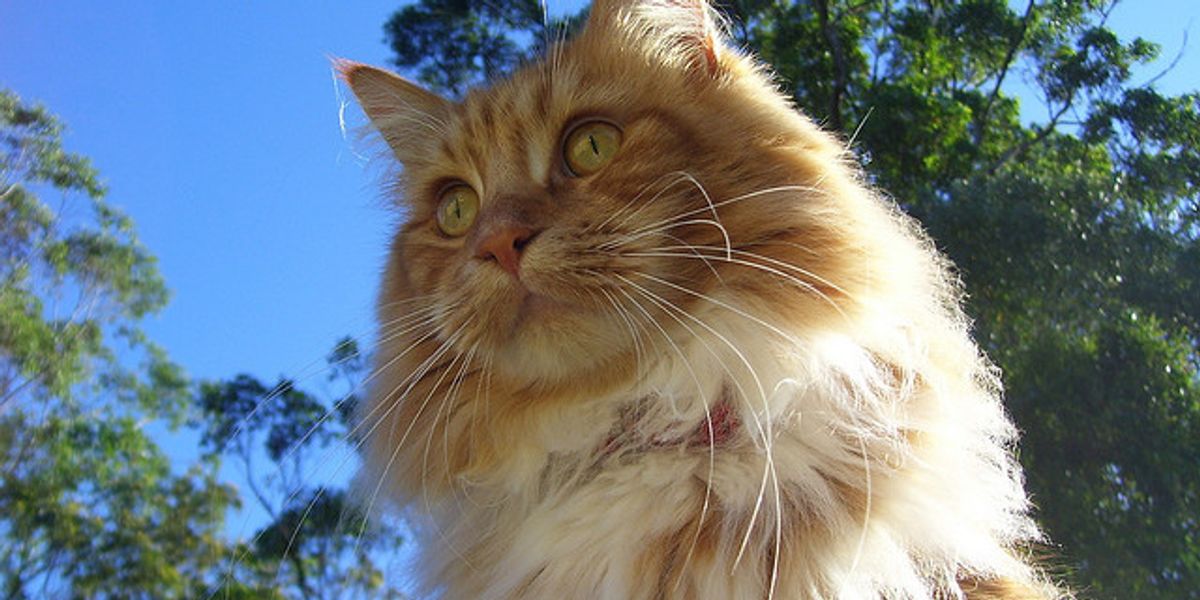 Garfield the Fluffy Ginger Furball - Love Meow