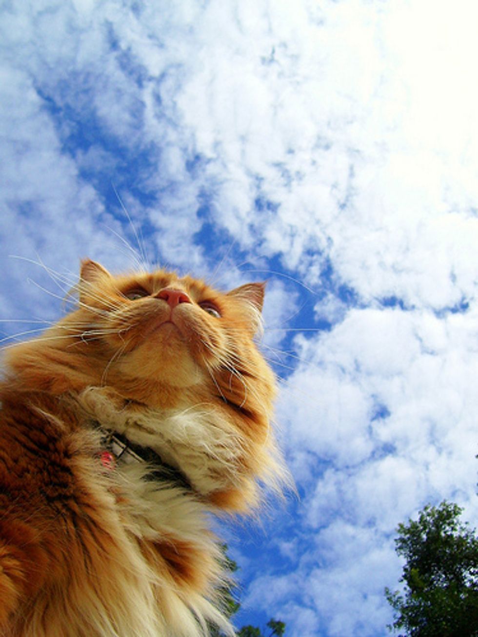 Garfield the Fluffy Ginger Furball - Love Meow