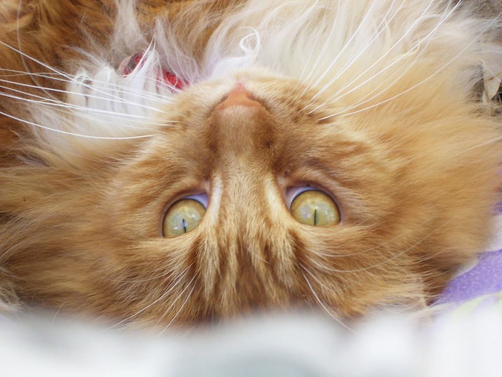 Garfield the Fluffy Ginger Furball - Love Meow