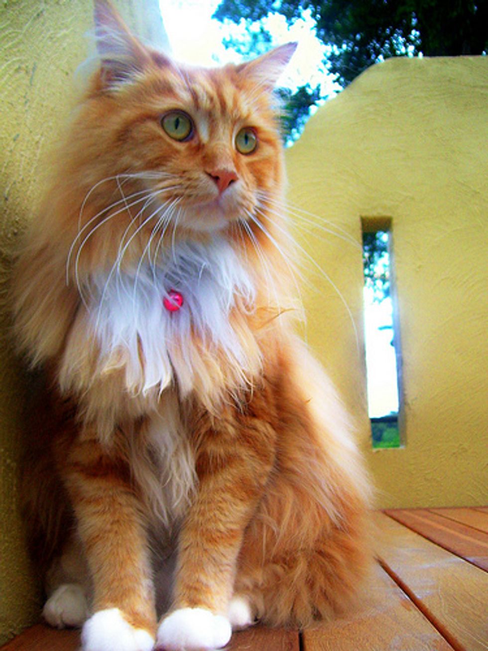 Garfield the Fluffy Ginger Furball - Love Meow
