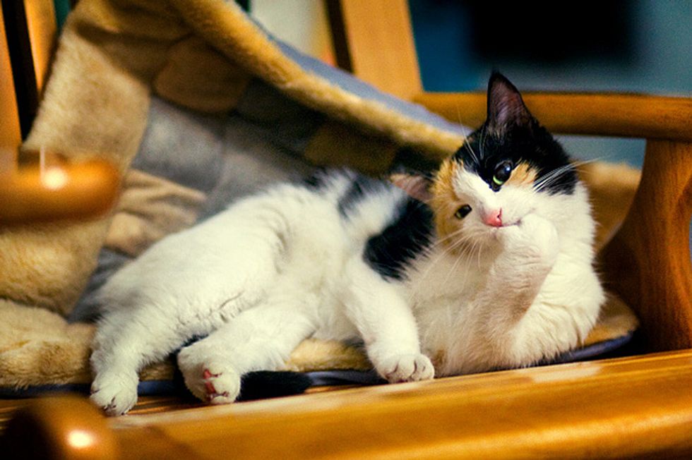 Baby the Lovely Calico Kitty - Love Meow