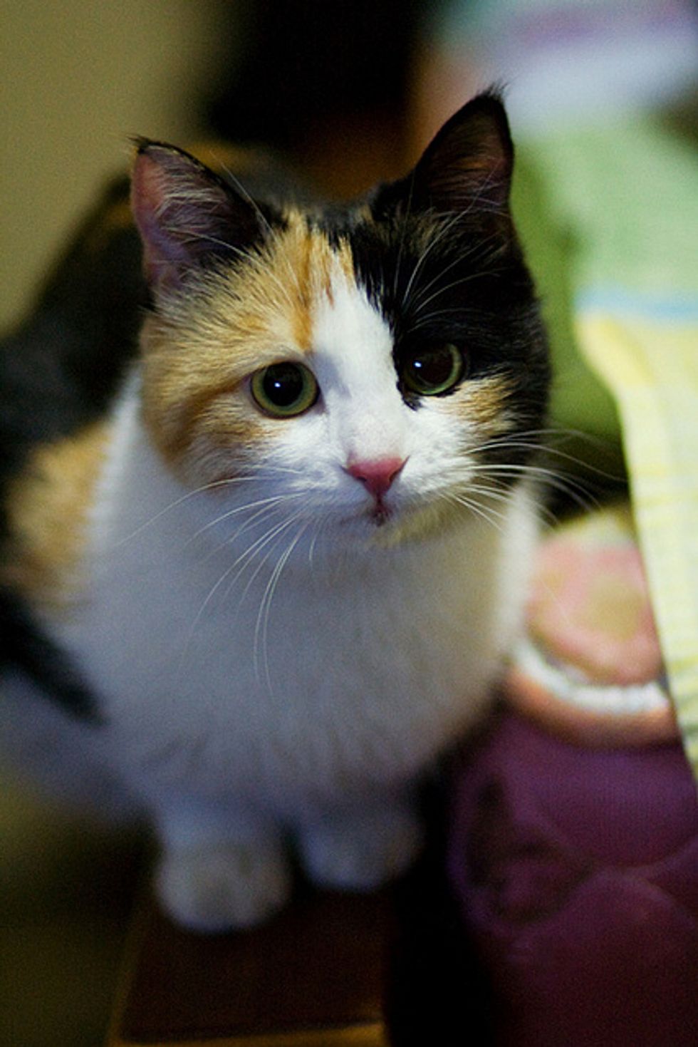 Baby the Lovely Calico Kitty - Love Meow