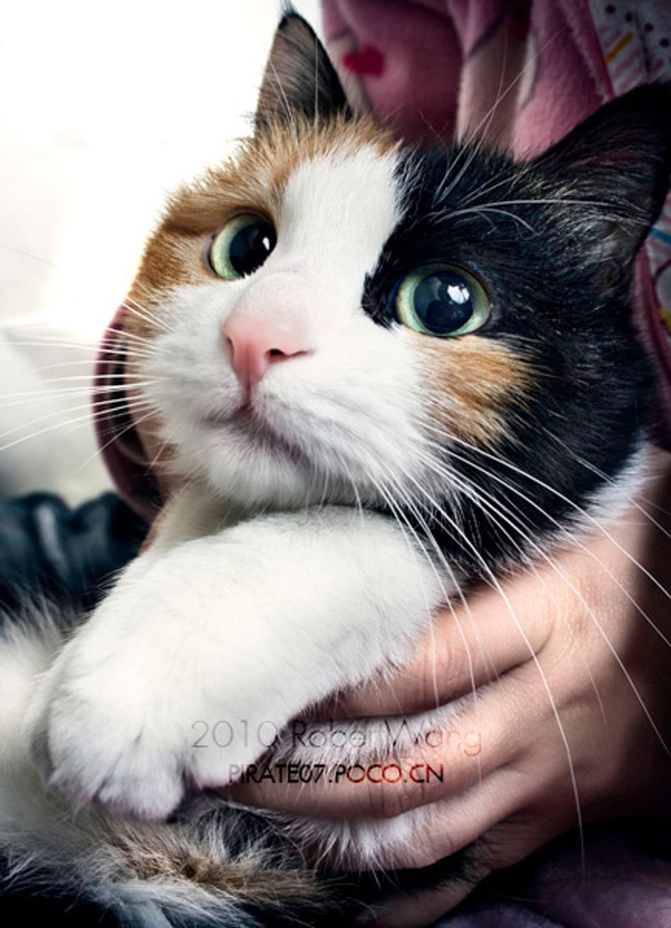 Baby the Lovely Calico Kitty - Love Meow