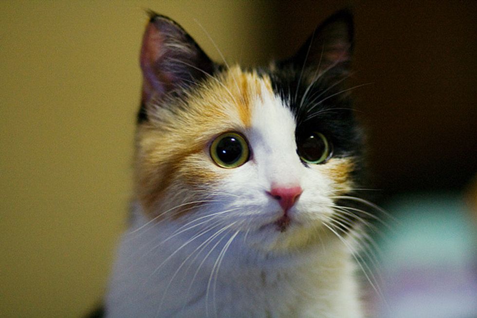 Baby the Lovely Calico Kitty - Love Meow