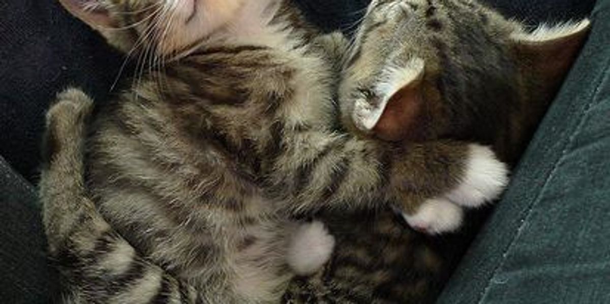 Story of Arthur and Edie the Tabby Rescues - Love Meow