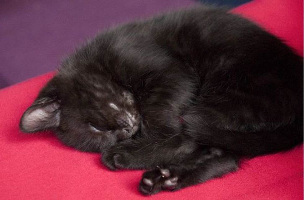 Story of Neko the Adorable Black Kitty - Love Meow