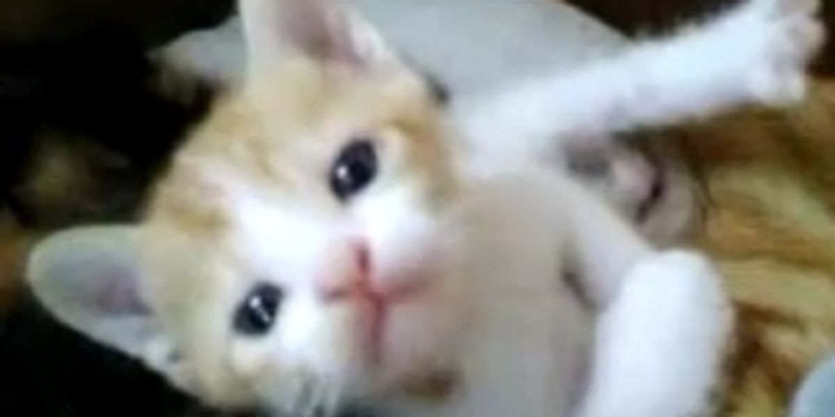 Kitten Toesie Cuteness - Love Meow