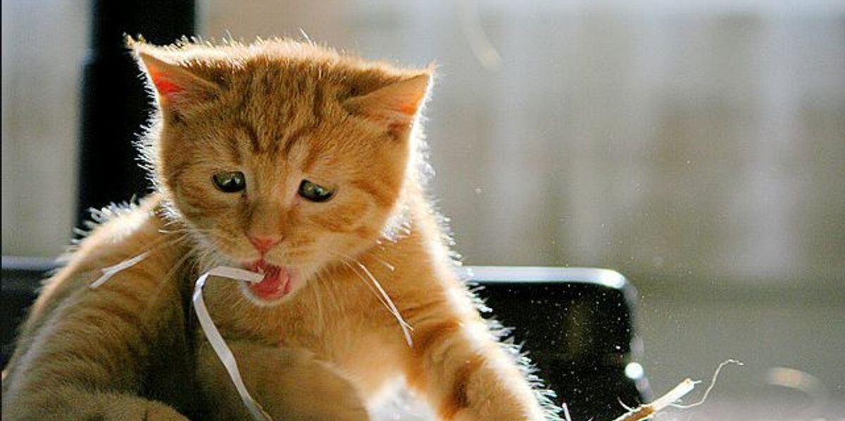 Charlie the Little Ginger Rescue - Love Meow