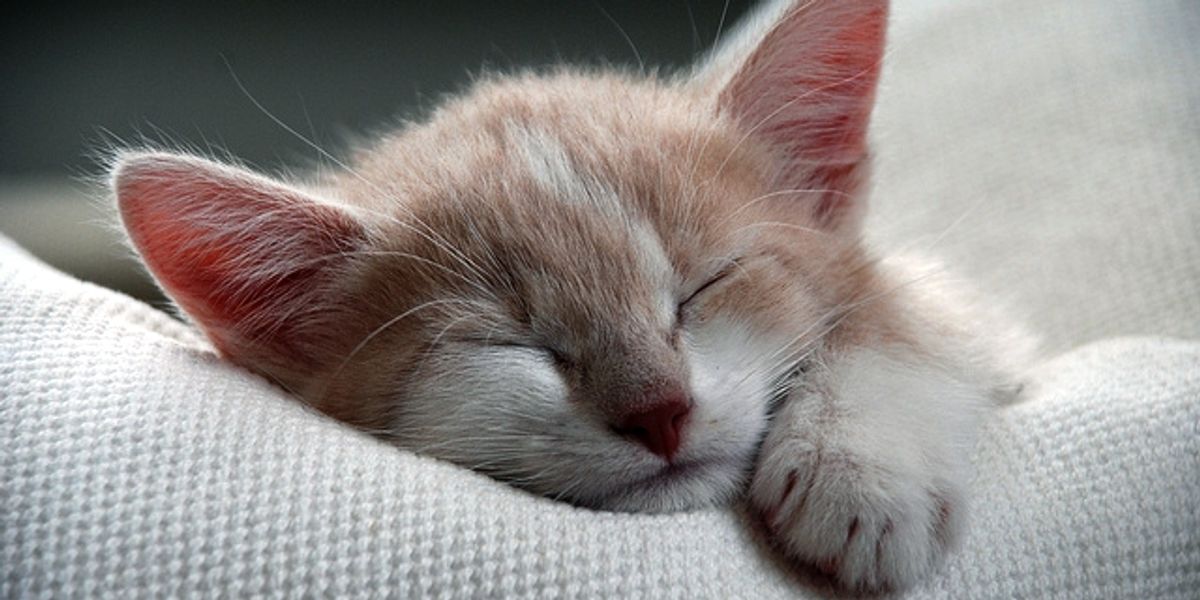 Story of Simone the Sweet Little Kitty - Love Meow