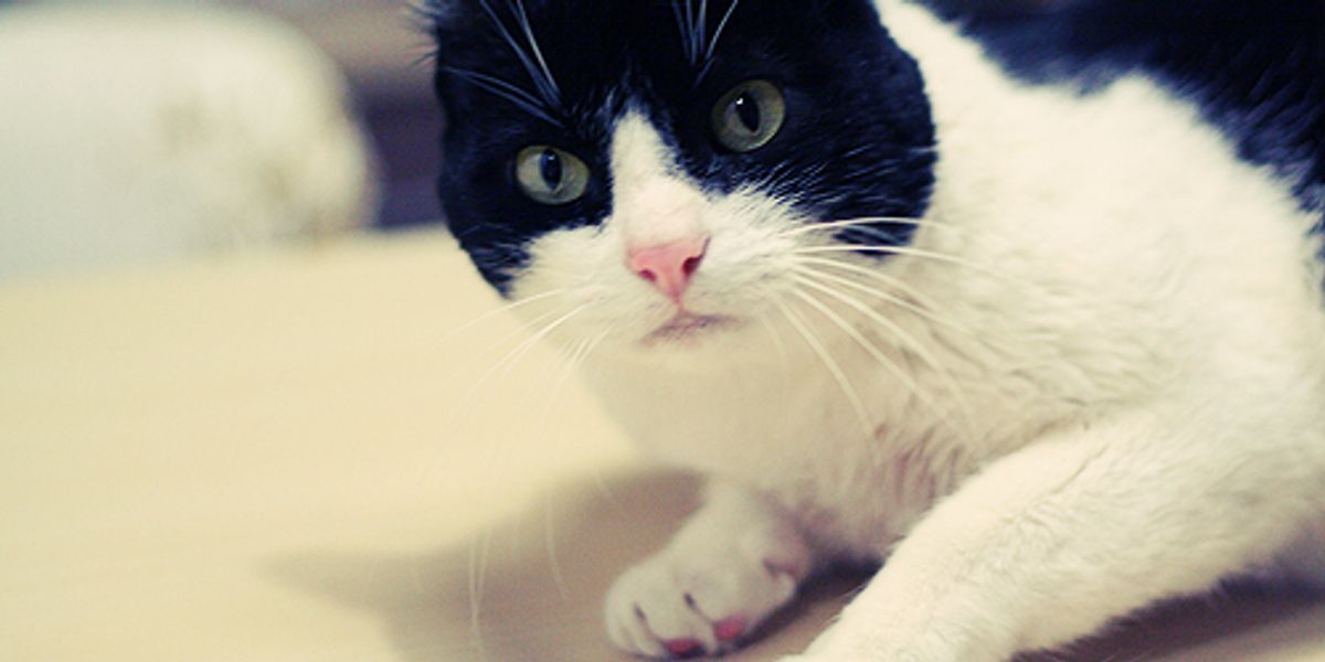 Rescue Story of Vic the Sweet, Mellow Tuxedo Girl - Love Meow