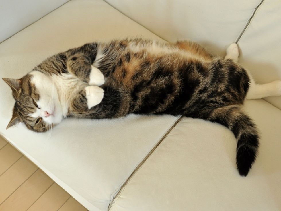 Maru and Many Too-Small Boxes - Love Meow