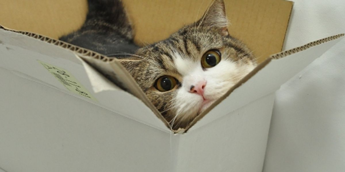 Maru and Many Too-Small Boxes - Love Meow
