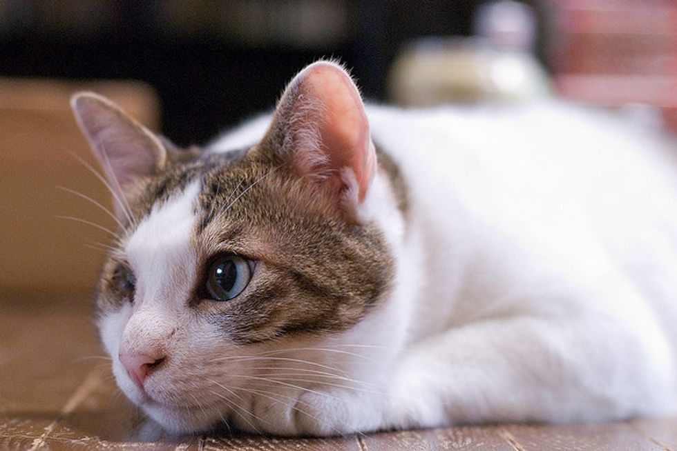 Herlock the Inspiring One-Eyed Rescued Cat - Love Meow