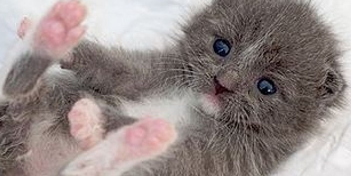 Four Rescued Blue Tabbies - Love Meow