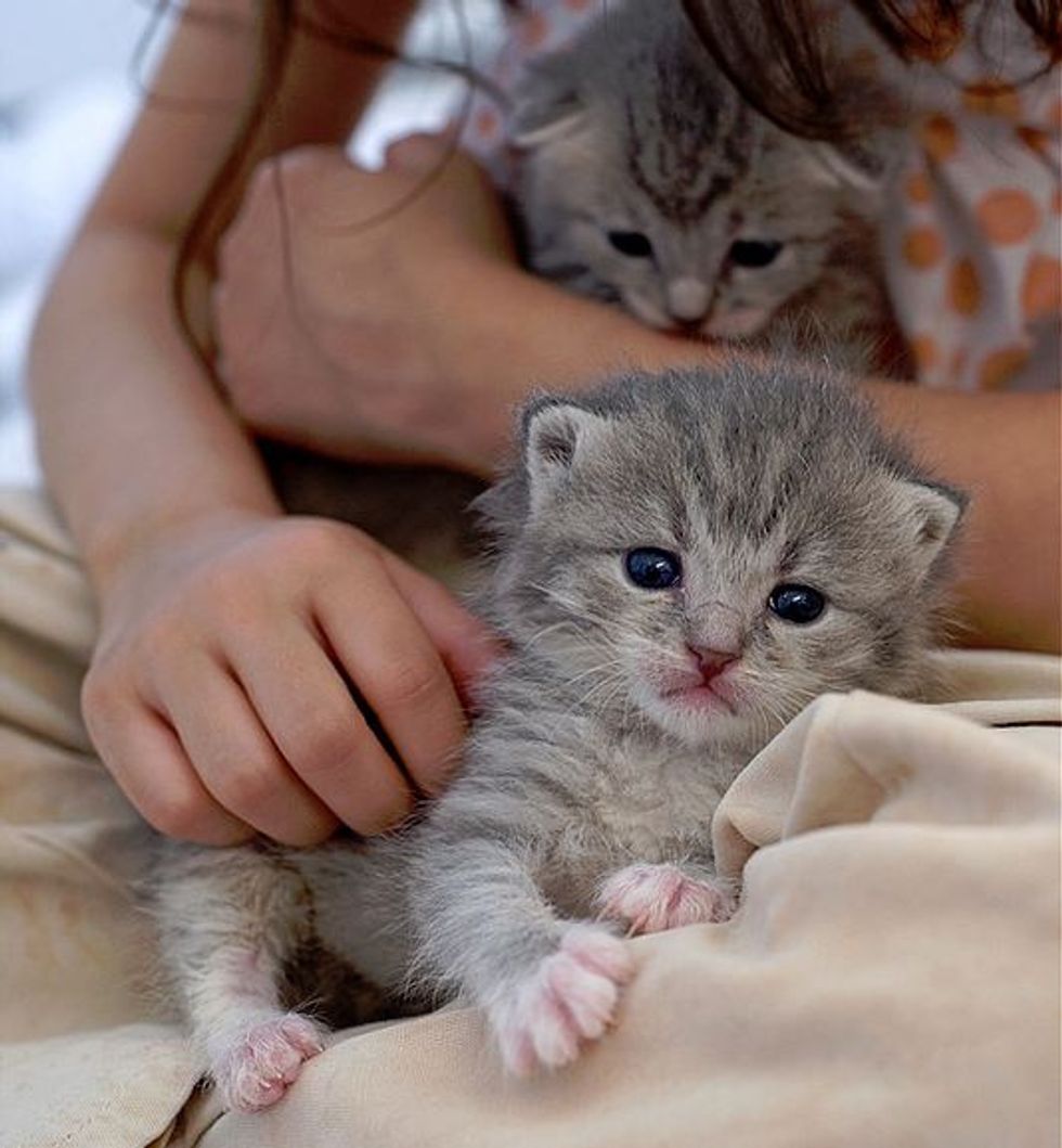 Four Rescued Blue Tabbies - Love Meow