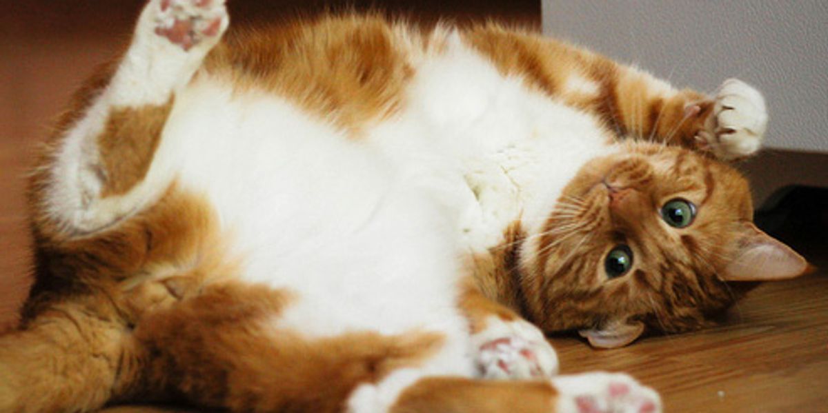 Story of Francis the Curious Ginger Cat - Love Meow