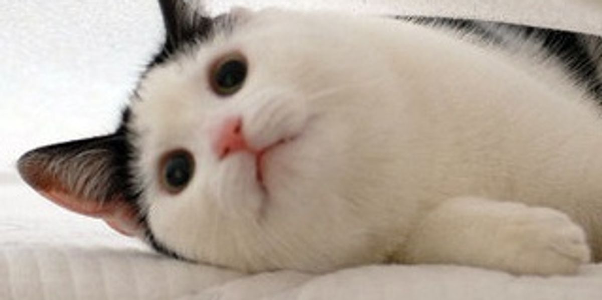 Jack the Cat: Quite the Character - Love Meow