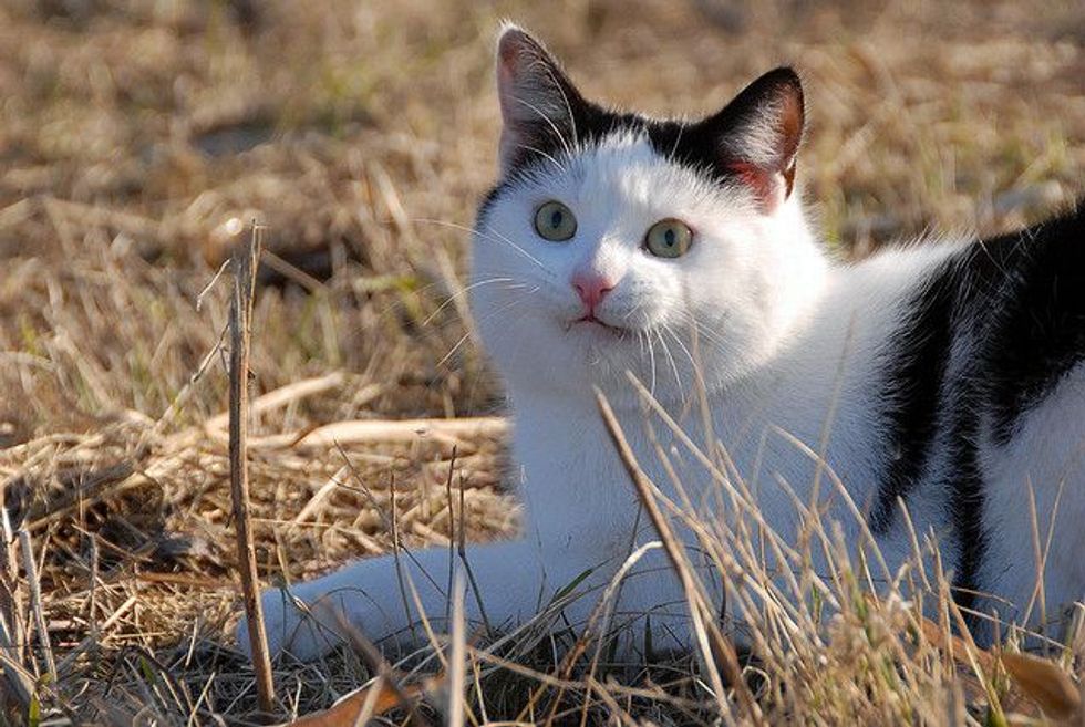 Jack the Cat: Quite the Character - Love Meow