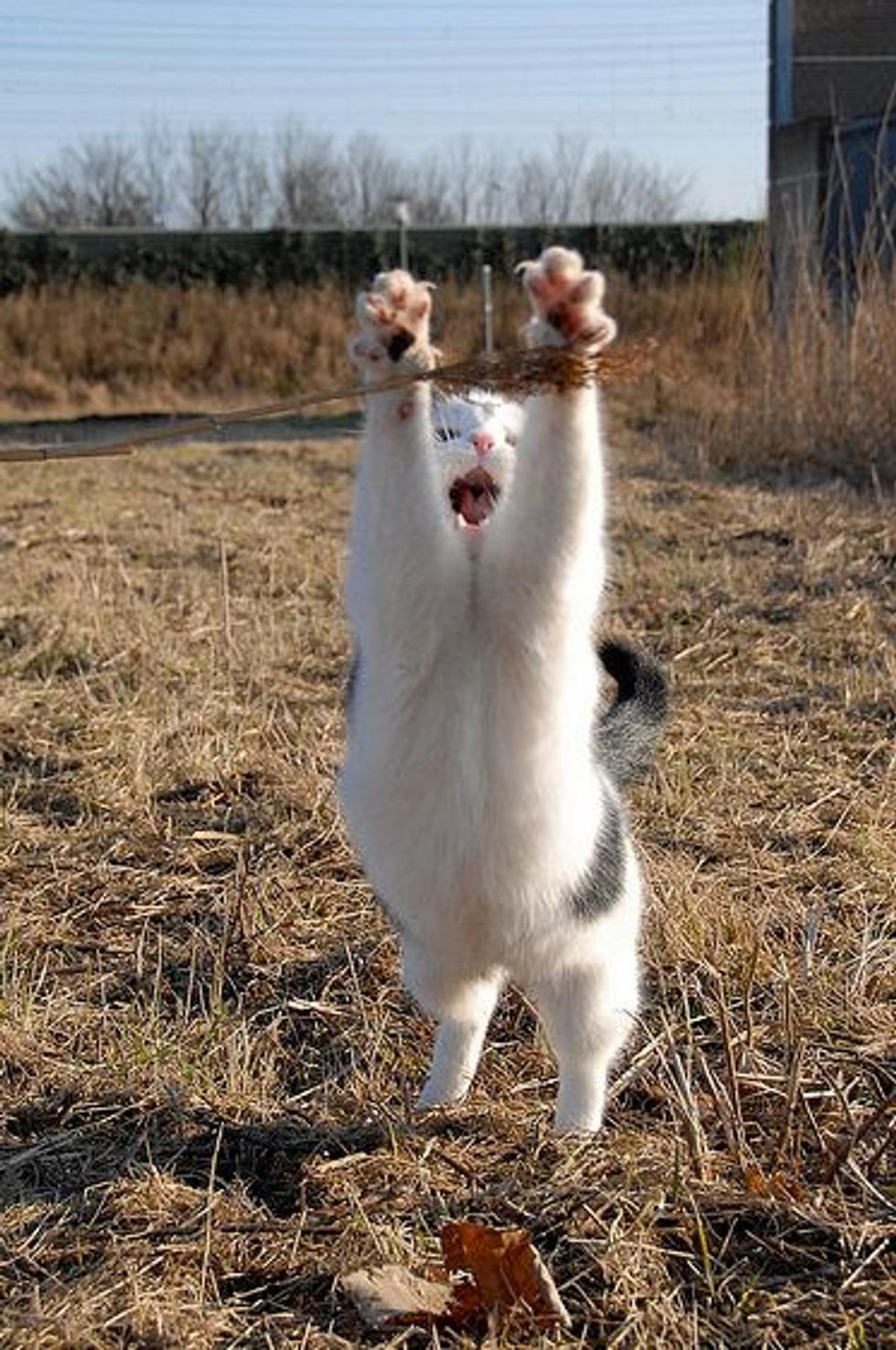 Jack the Cat: Quite the Character - Love Meow