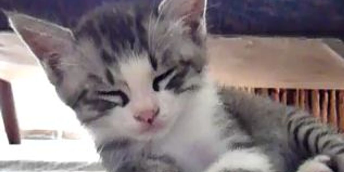 Little Kitten Falling Asleep - Love Meow