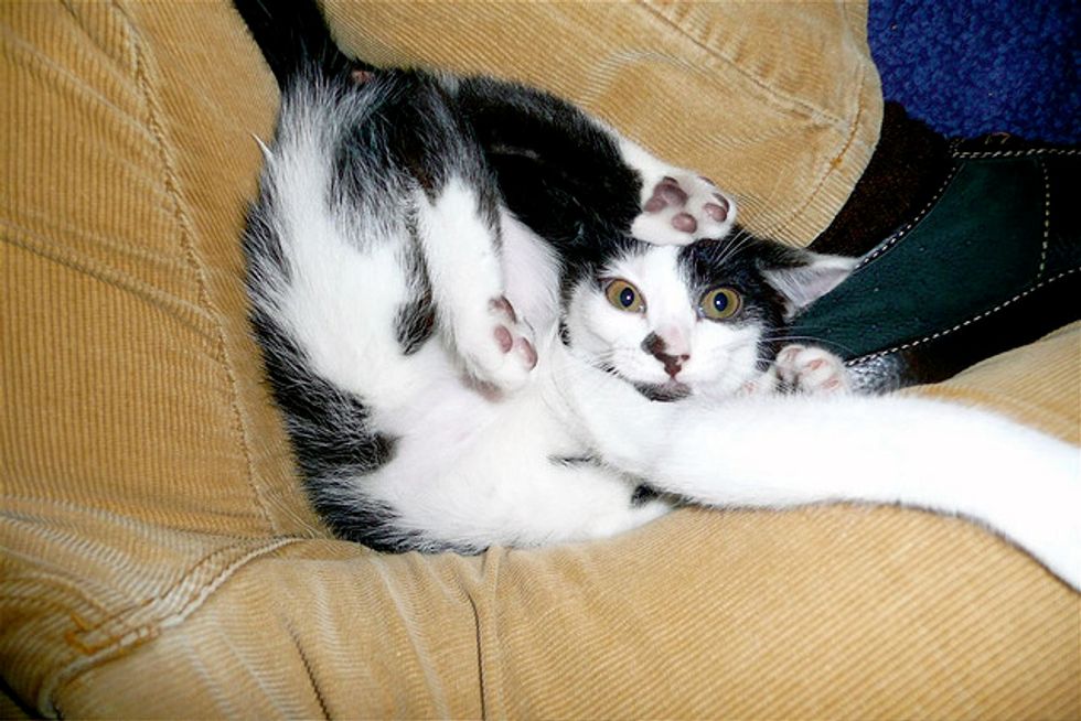 Kiko the Little Cow Cat - Love Meow