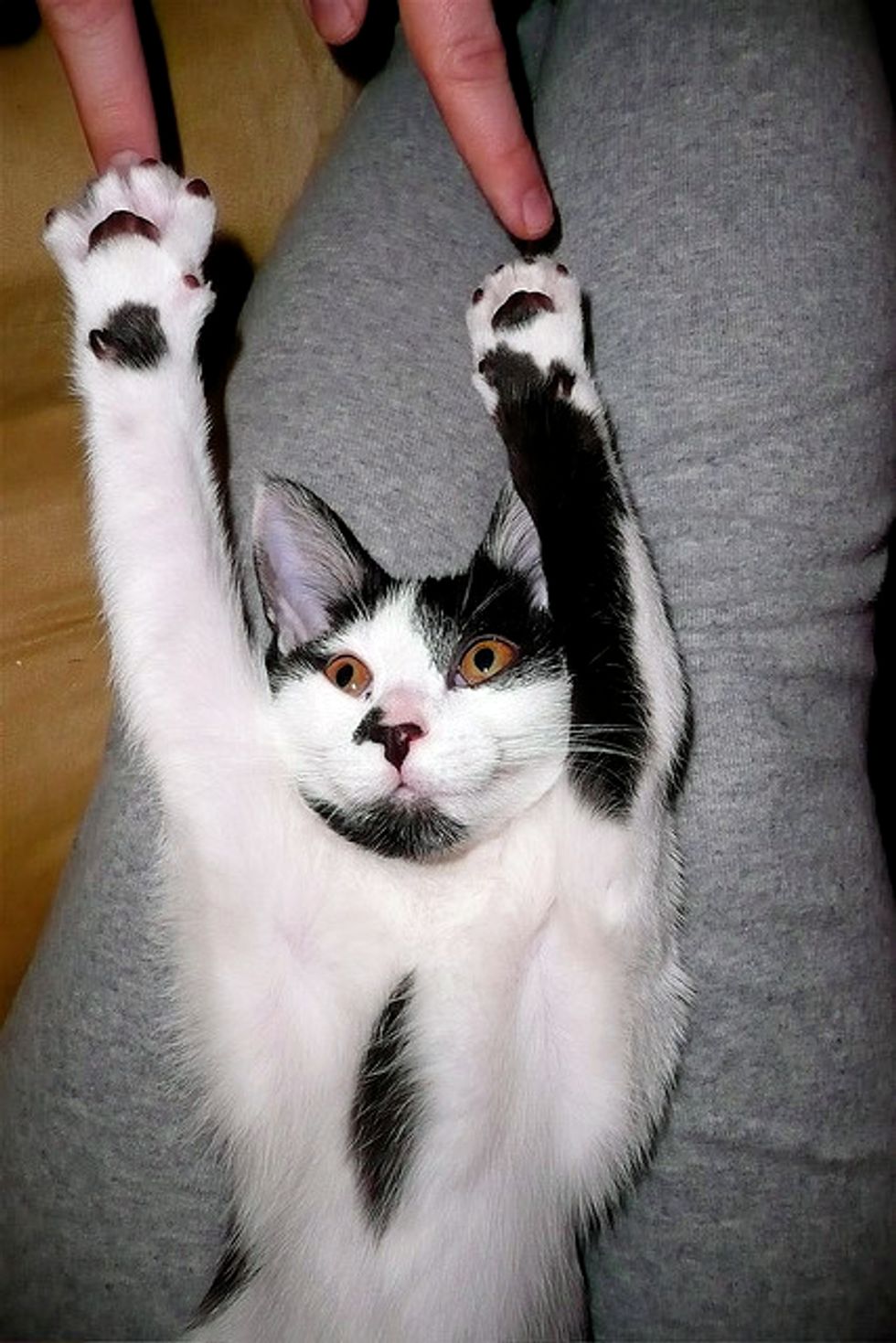 Kiko the Little Cow Cat - Love Meow