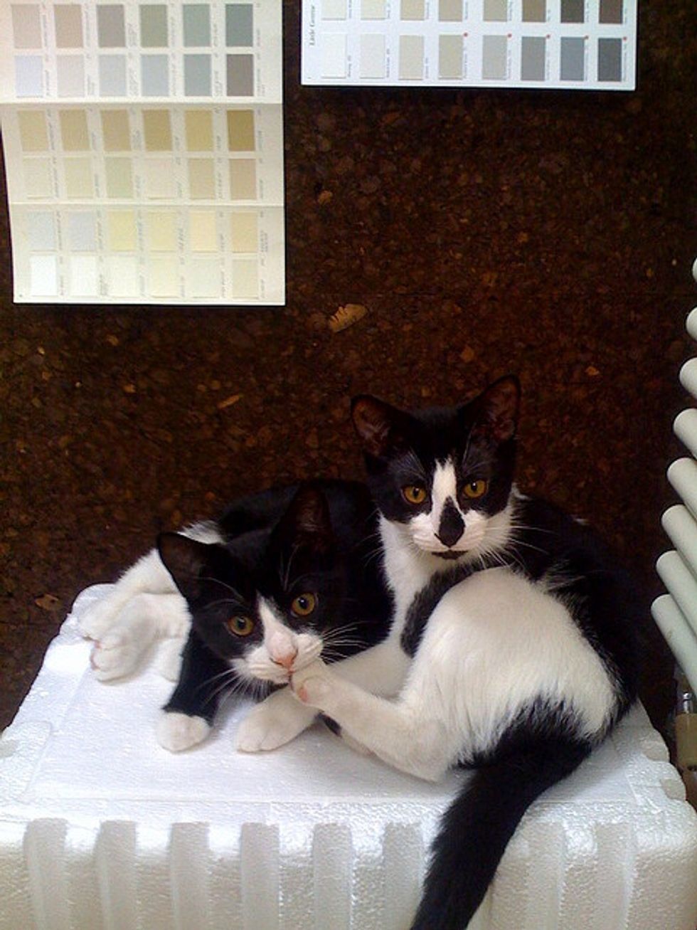 Pixel and Felix, the Tux Brothers - Love Meow