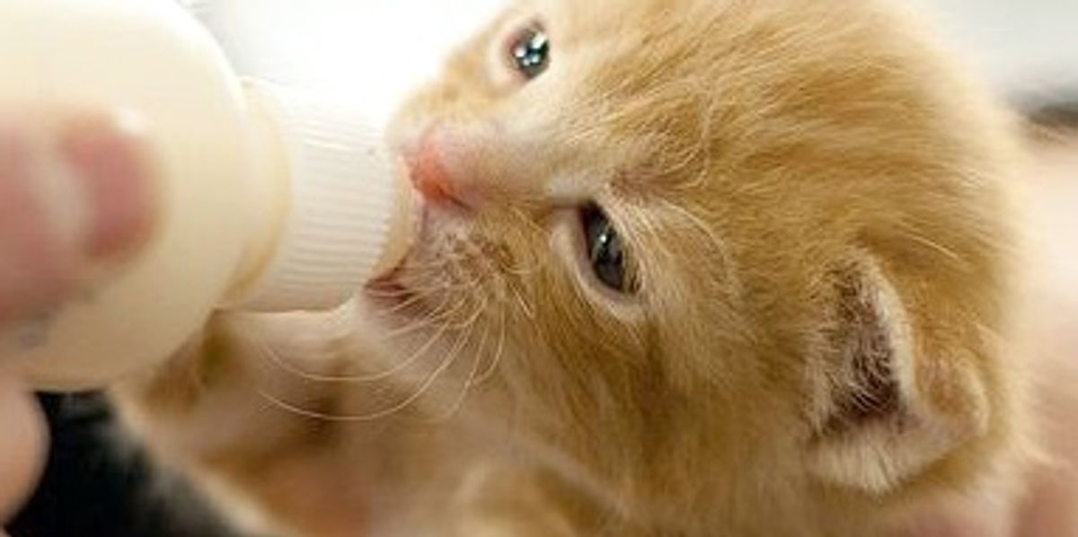 One Day Old Kitten was Given a Brand New Life - Love Meow