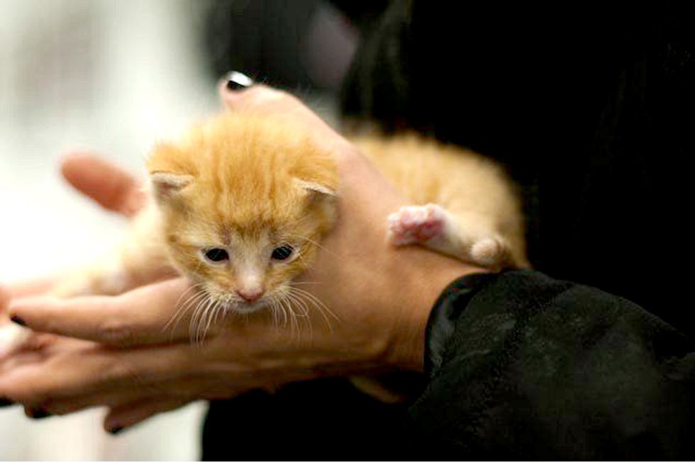 One Day Old Kitten was Given a Brand New Life - Love Meow