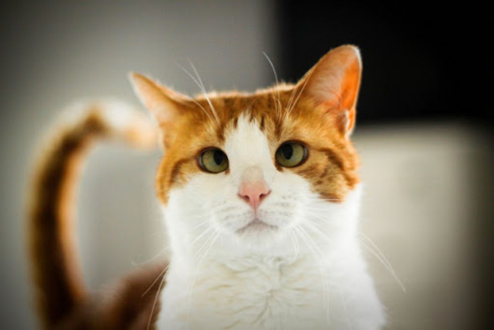 20 Amazing Stories of Rescued Cats from 2010 - Love Meow