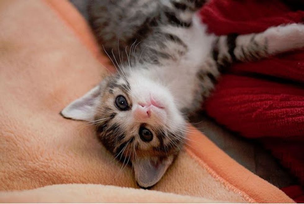 20 Amazing Stories of Rescued Cats from 2010 - Love Meow