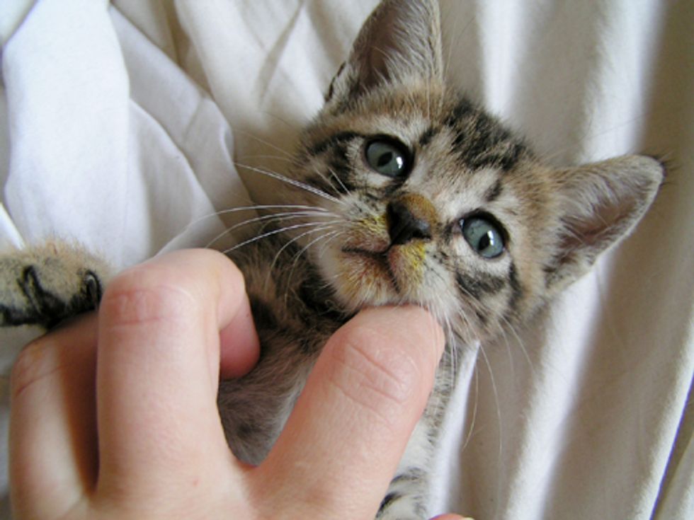 20 Amazing Stories of Rescued Cats from 2010 - Love Meow