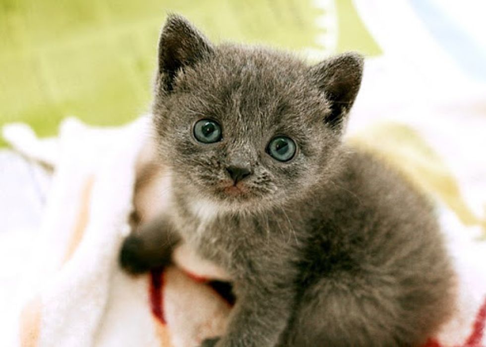 20 Amazing Stories of Rescued Cats from 2010 - Love Meow