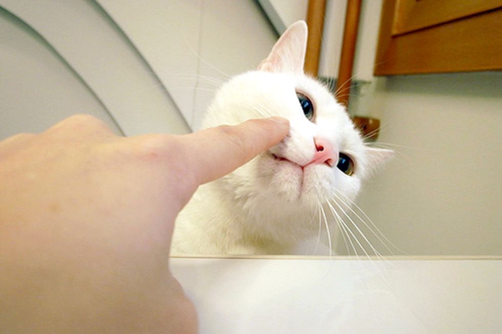 White the Beautiful Deaf Kitty - Love Meow