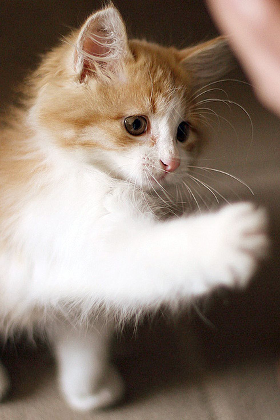 Rescue Story of Maomao the Kitten - Love Meow