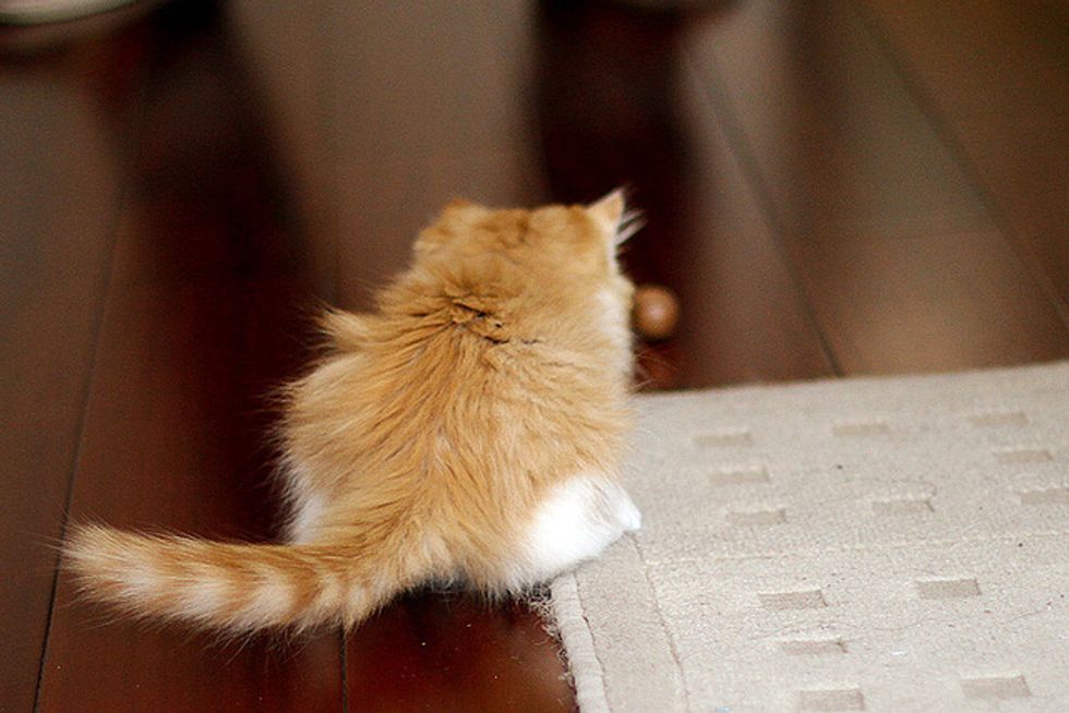 Rescue Story of Maomao the Kitten - Love Meow