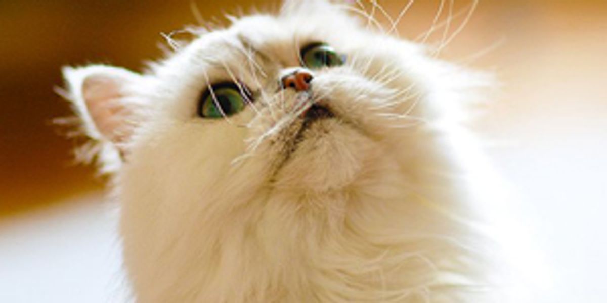 Things You should Know as a Savvy Cat Owner - Love Meow