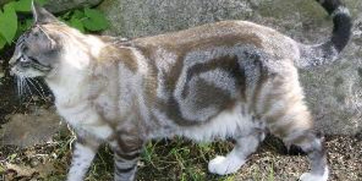 Cat Escaped from Trash Compactor - Love Meow